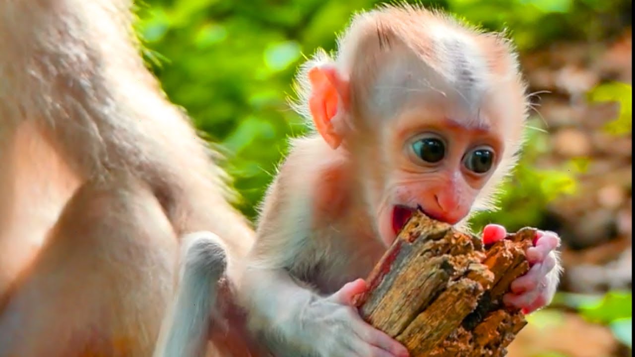 Super Cute ! Baby monkey Marco bites a stick to test his teeth ...