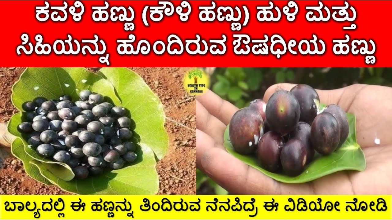 ಕವಳಿ ಹಣ್ಣು (ಕೌಳಿ ಹಣ್ಣು) ಹುಳಿ ಮತ್ತು ಸಿಹಿಯನ್ನು ಹೊಂದಿರುವ ಔಷಧೀಯ ಹಣ್ಣು ...