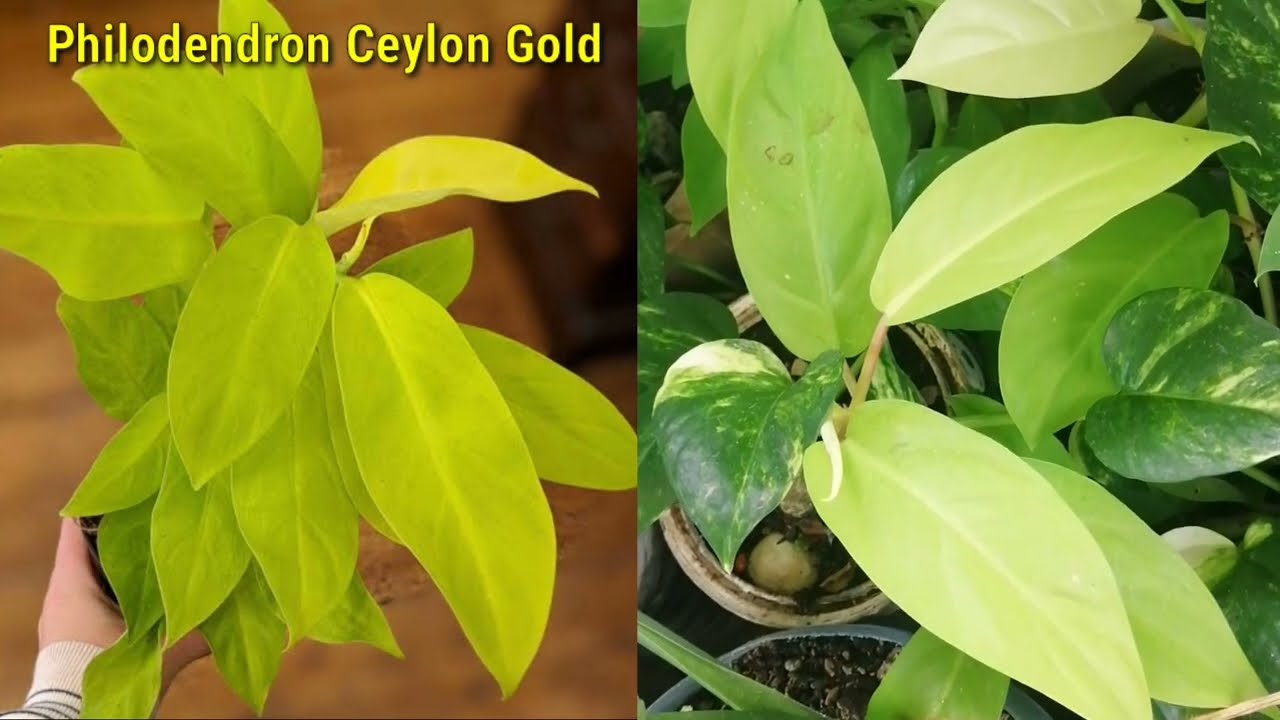 Philodendron Ceylon Gold - The Best Indoor Plant - YouTube