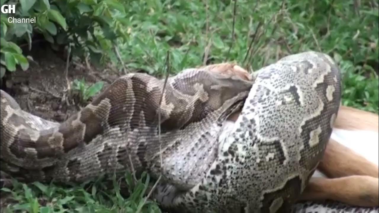 African rock python kill impala . - YouTube