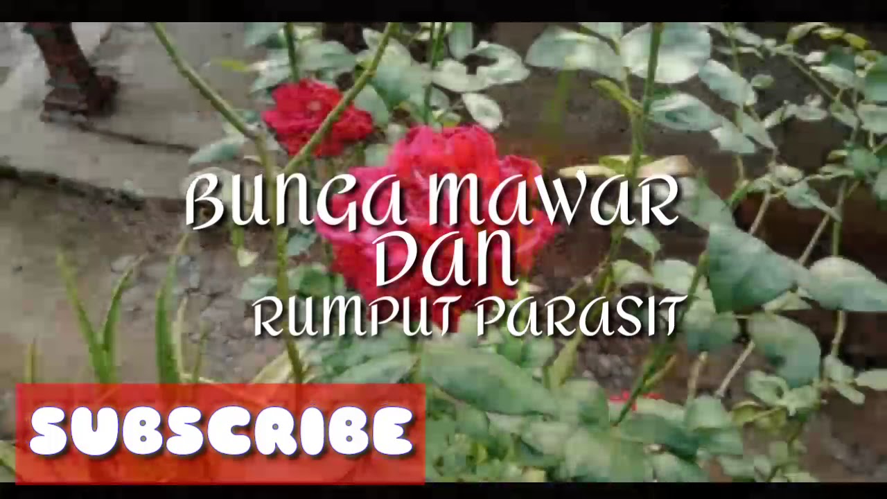 MENYENTUH HATI PUISI!!!! BUNGA MAWAR DAN RUMPUT PARASIT (2) SEMOGA ...