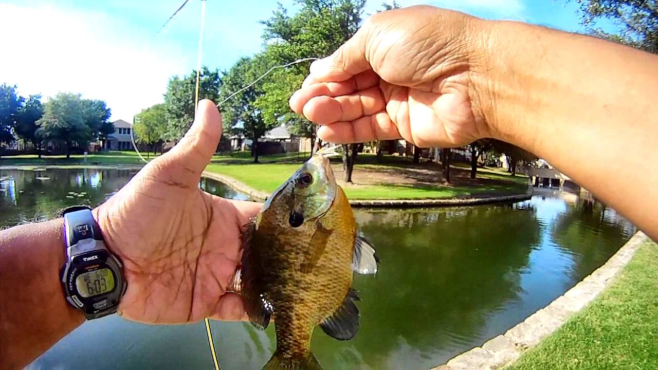 Bethany Creek Park Pond This Round - YouTube