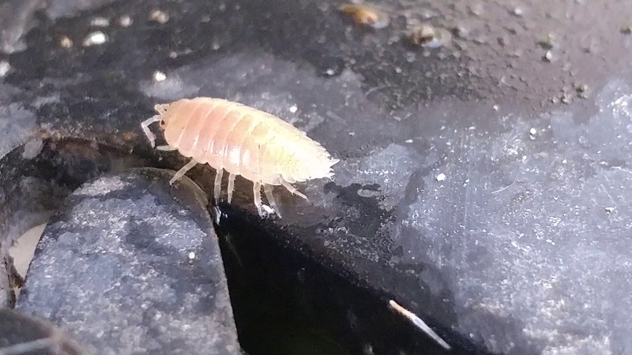 Random-Sal Bug Drinking - YouTube