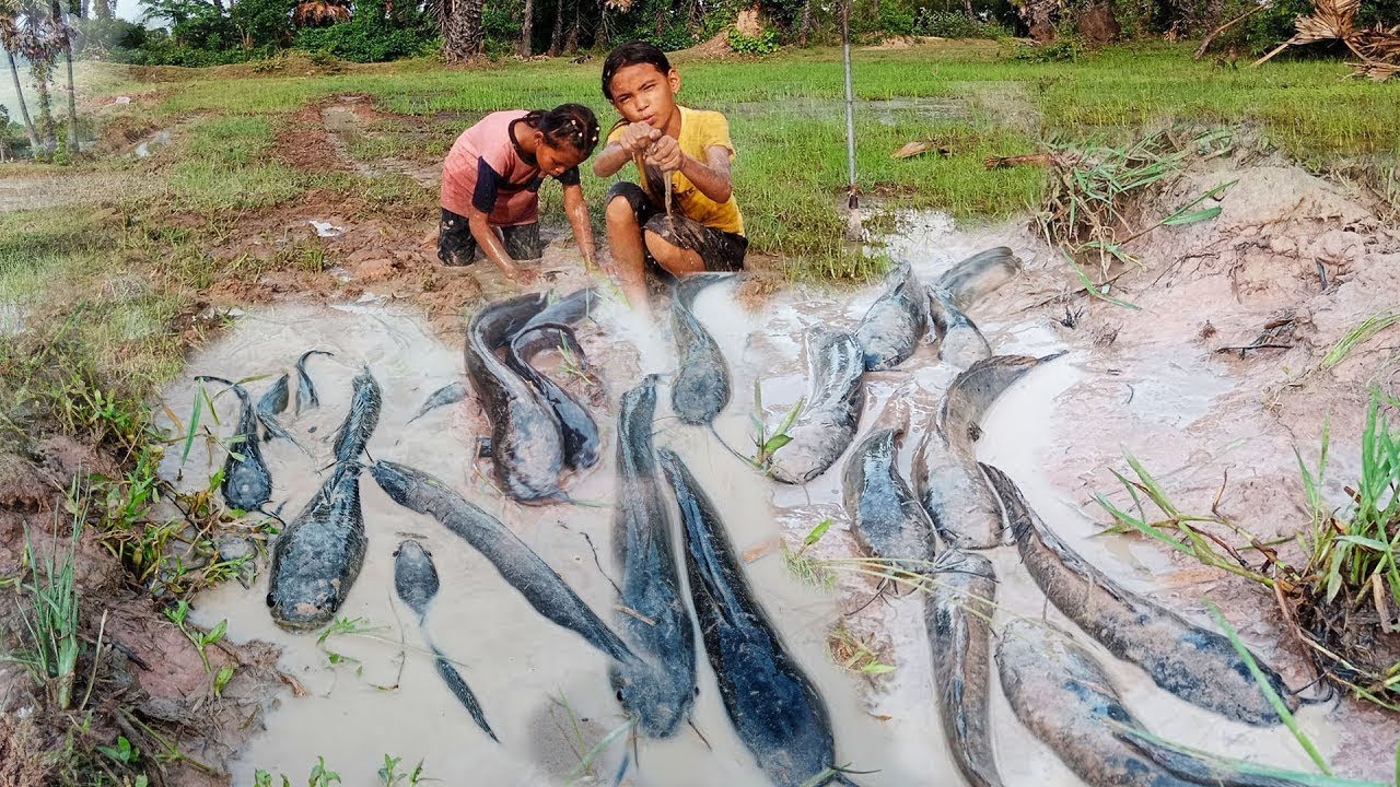Amazing catching fish of lot in field - Fishing and Cooking - YouTube