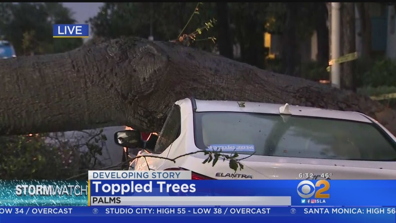 Large Tree Crashes Onto Parked Car In Palms - YouTube
