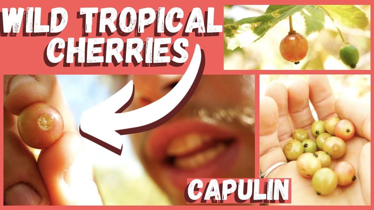 WILD CAPULIN CHERRIES! (Muntingia Calabura) AKA "Cotton Candy Fruit ...