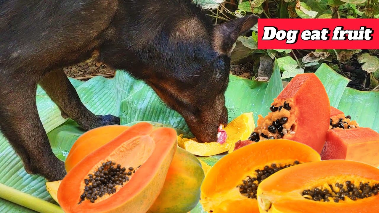 Dog eat fruit - Best Yummy yellow Papaya for dogs - YouTube