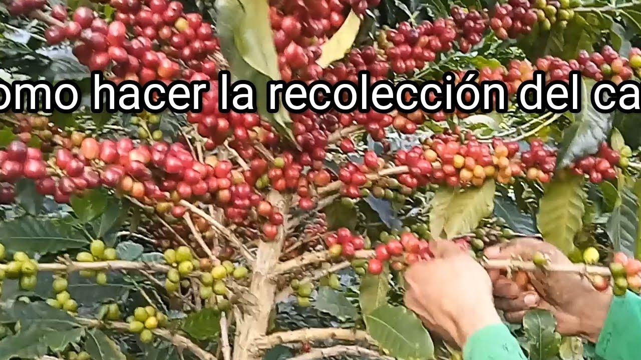 como hacer la recoleccion del cafe - YouTube