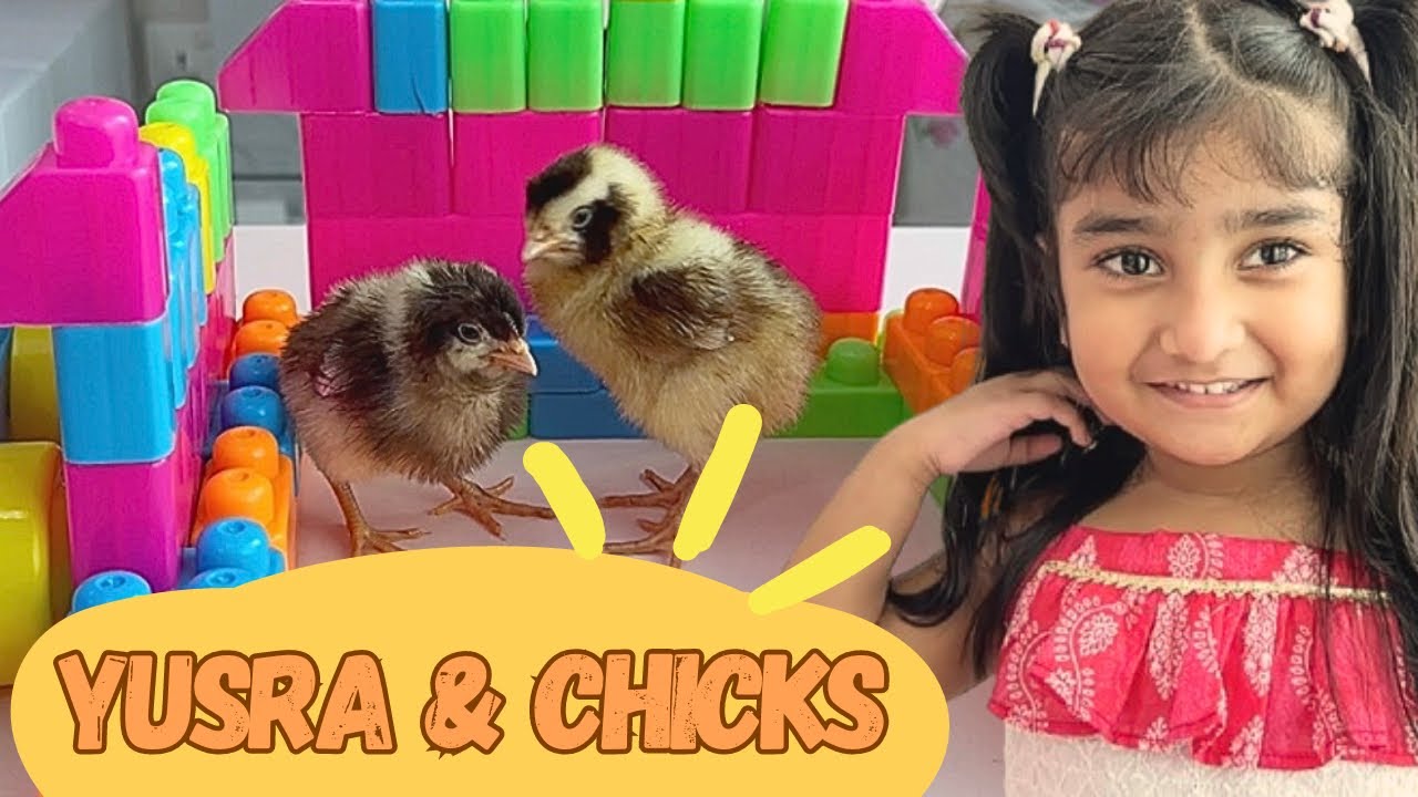 Yusra building home for her cute baby chicks - YouTube