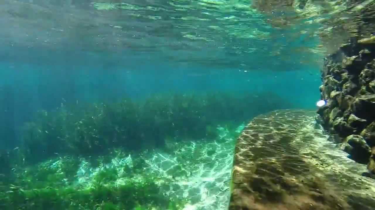 Juniper Springs: Underwater Montage - YouTube