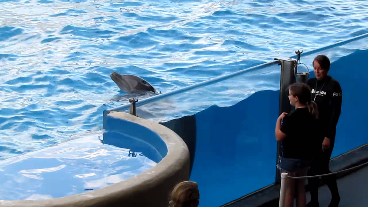 Lanee the Dolphin Trainer! Gulf World - YouTube