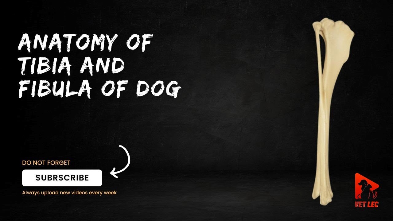 Tibia of dog | Fibula of dog | Anatomy of tibia and fibula of dog ...