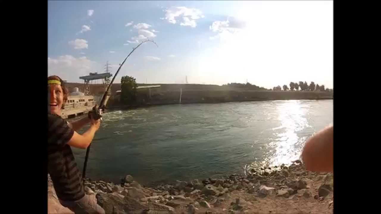 sturgeon jumping - YouTube