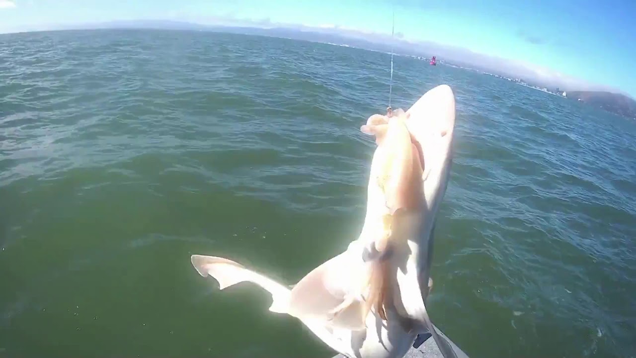 SF Bay Halibut Fishing 9/2/2019 - Reel screaming, hook breaking, what ...