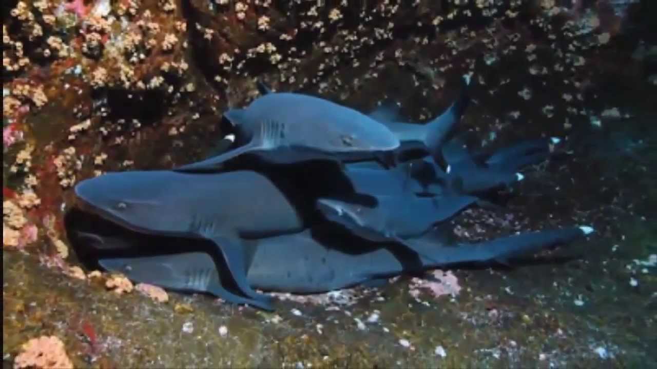 Como se reproducen (sexo) los animales grandes - YouTube