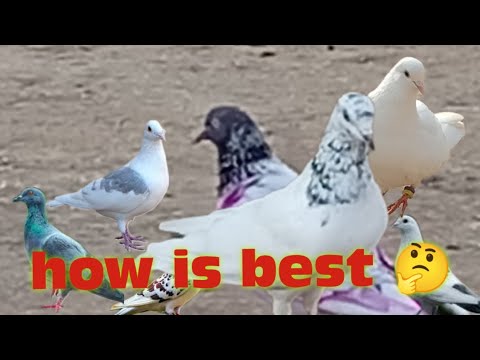 amazing pegion facts you won't believe || beautiful pegion breed a ...