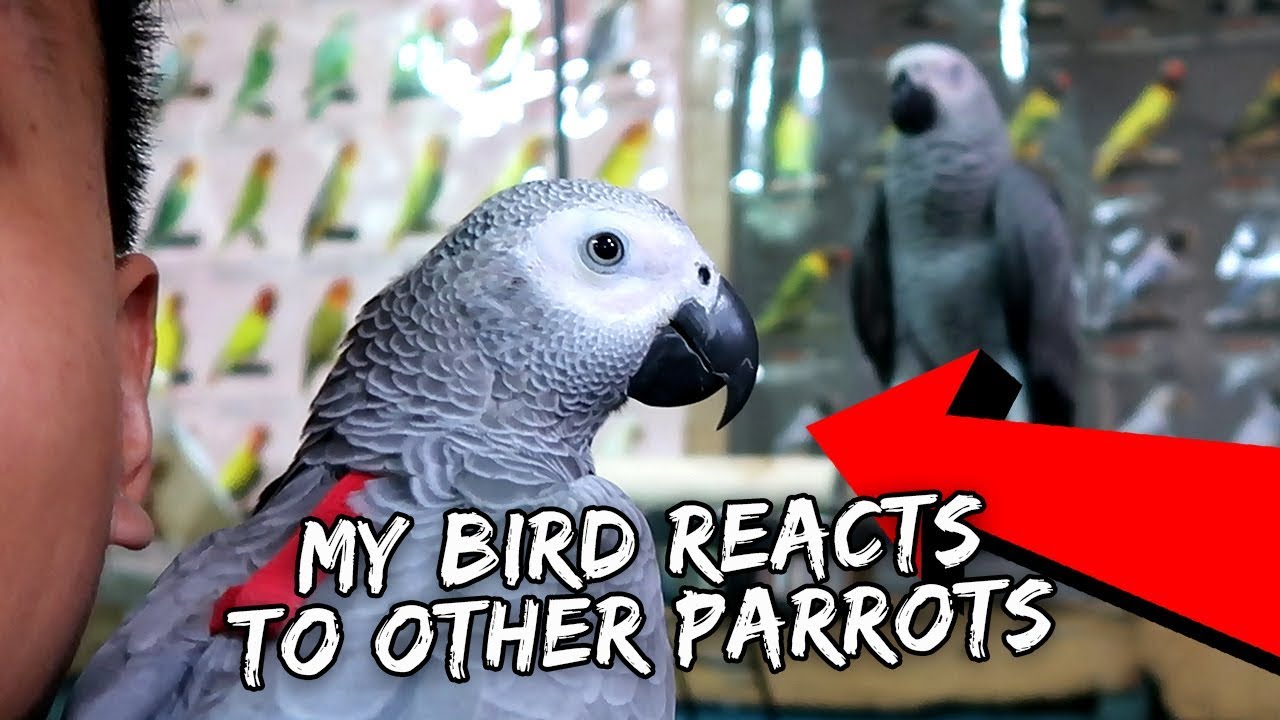 My Bird's SURPRISING Reaction To Other Parrots | Vlog #581 - YouTube