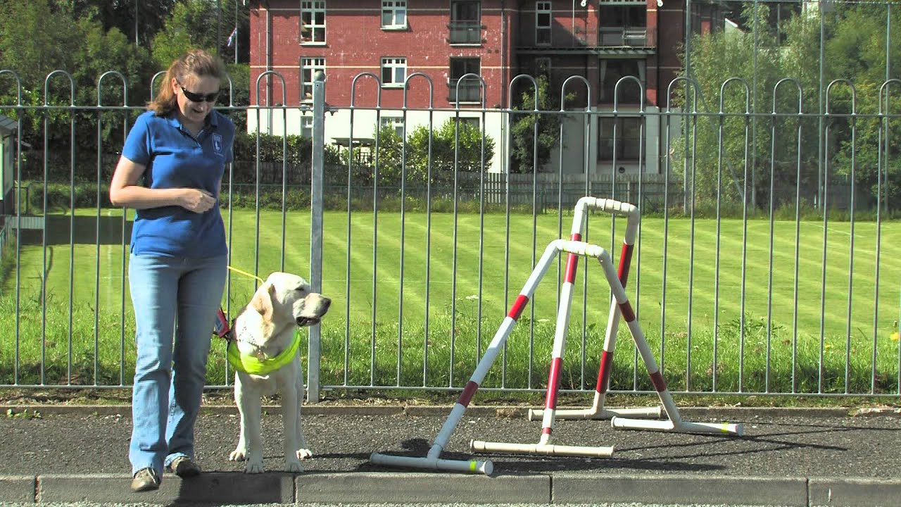 A Guide Dog's Life: Guide Dogs in Northern Ireland - YouTube