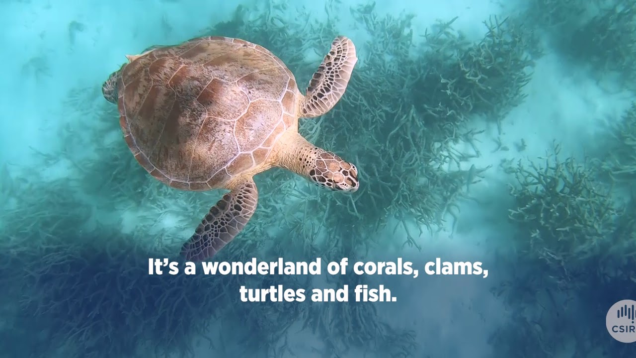 Ashmore Reef Marine Park: An isolated sanctuary - YouTube