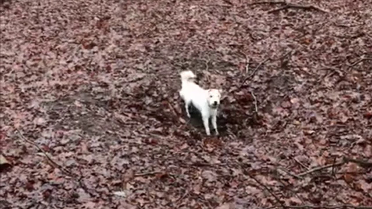 Pil Hunting: Gravjagt, Fox hunting, Fuchsjagd, Baujagd, Rævejagt ...