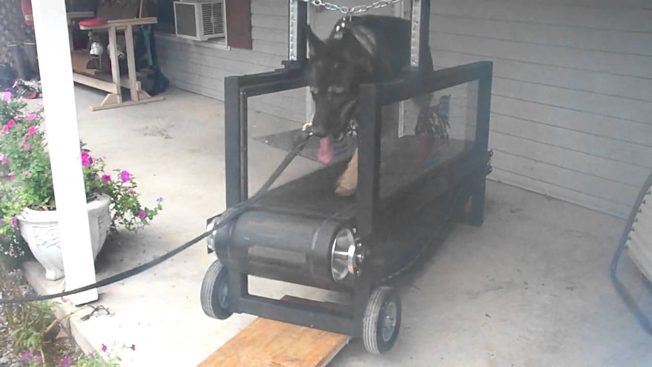 Aspen on the Dog Trotter- Endurance Training - YouTube