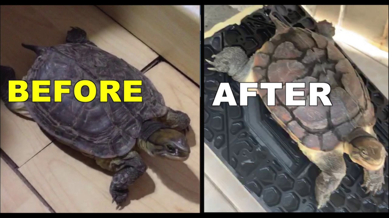 TURTLE Rescue / BEFORE / AFTER - YouTube