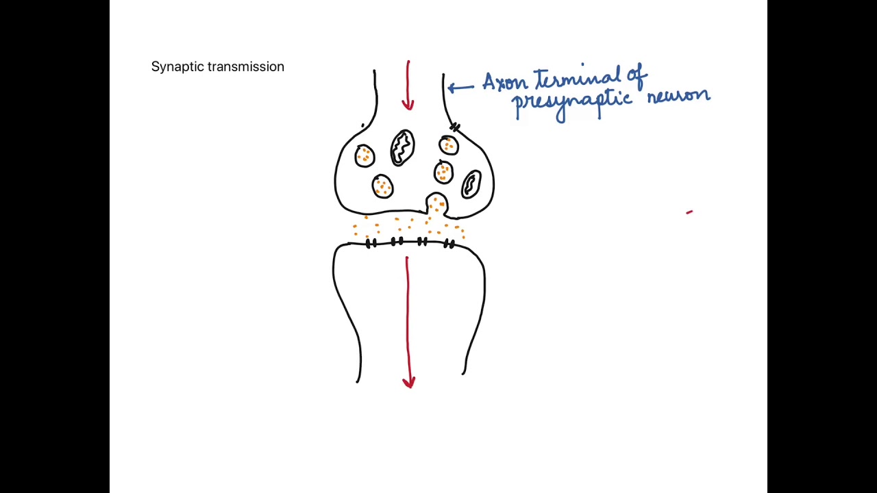 HUMAN PHYSIOLOGY: CHEMICAL SYNAPSE EXPLAINED WITH DIAGRAM 11 CBSE/ISC ...