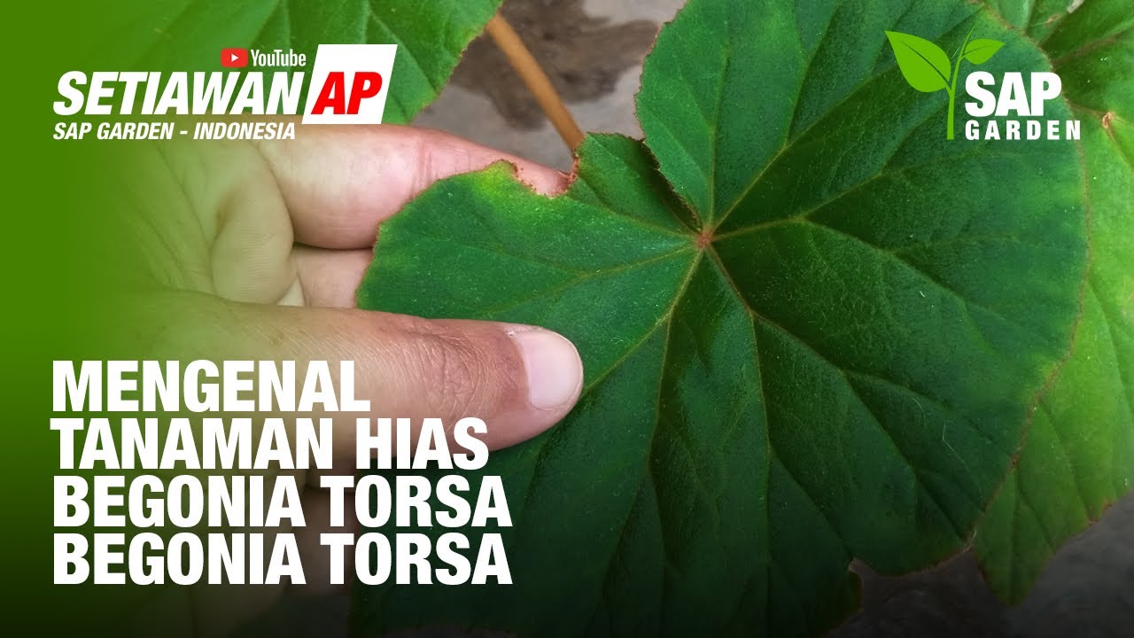 Mengenal Tanaman Hias Begonia Torsa - SAP Garden - YouTube