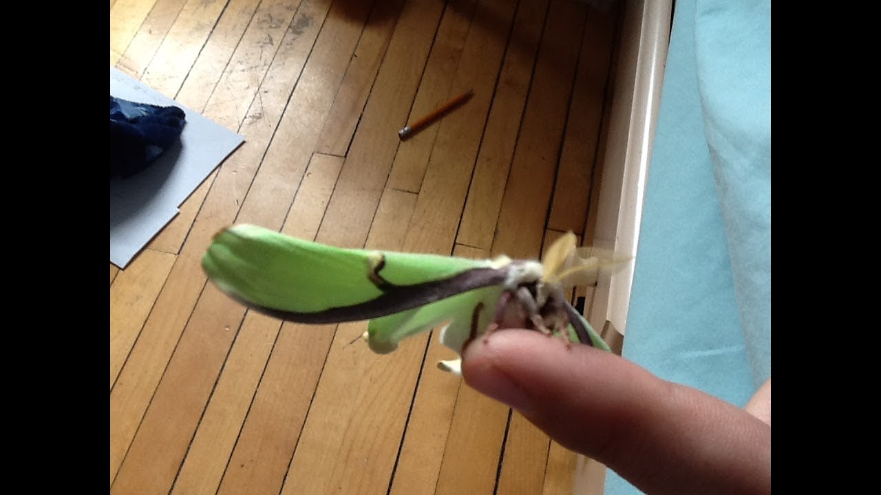 Deformed Luna Moth [why you shouldn't bother them while they're ...