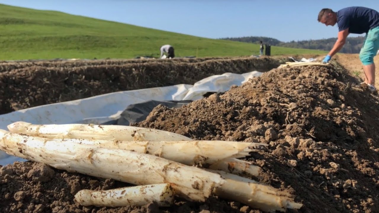 Spargel stechen - YouTube