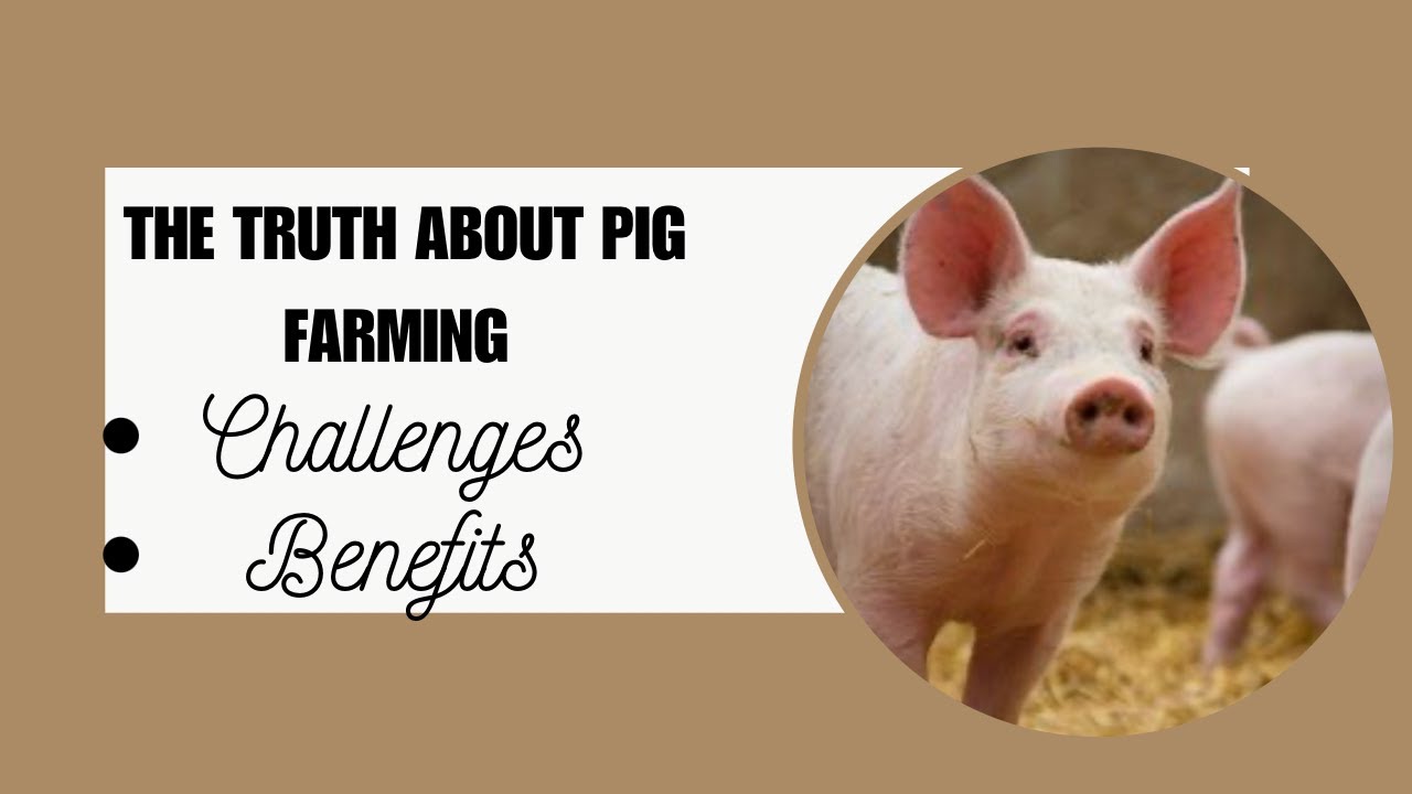WHAT TO KNOW WHEN STARTING A PIG FARM BUSINESS// Facts About Pigs - YouTube