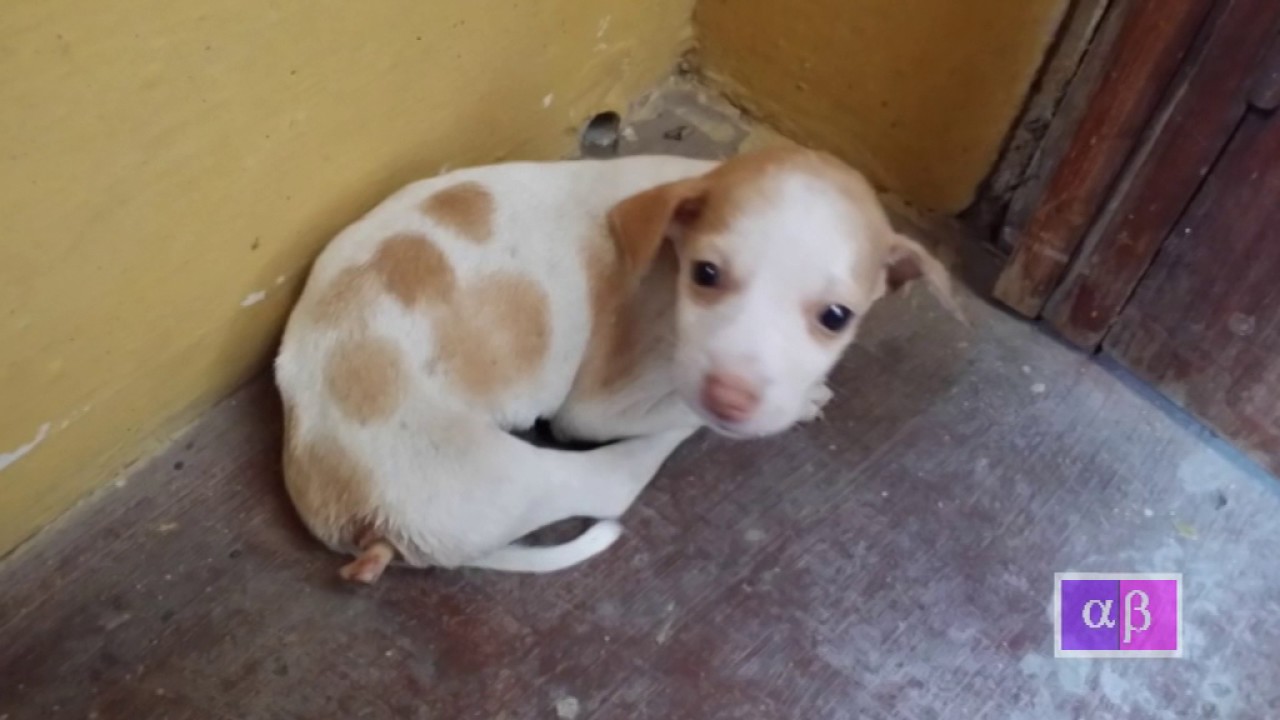 Puppy run over by car struggles to survive - Became food - YouTube