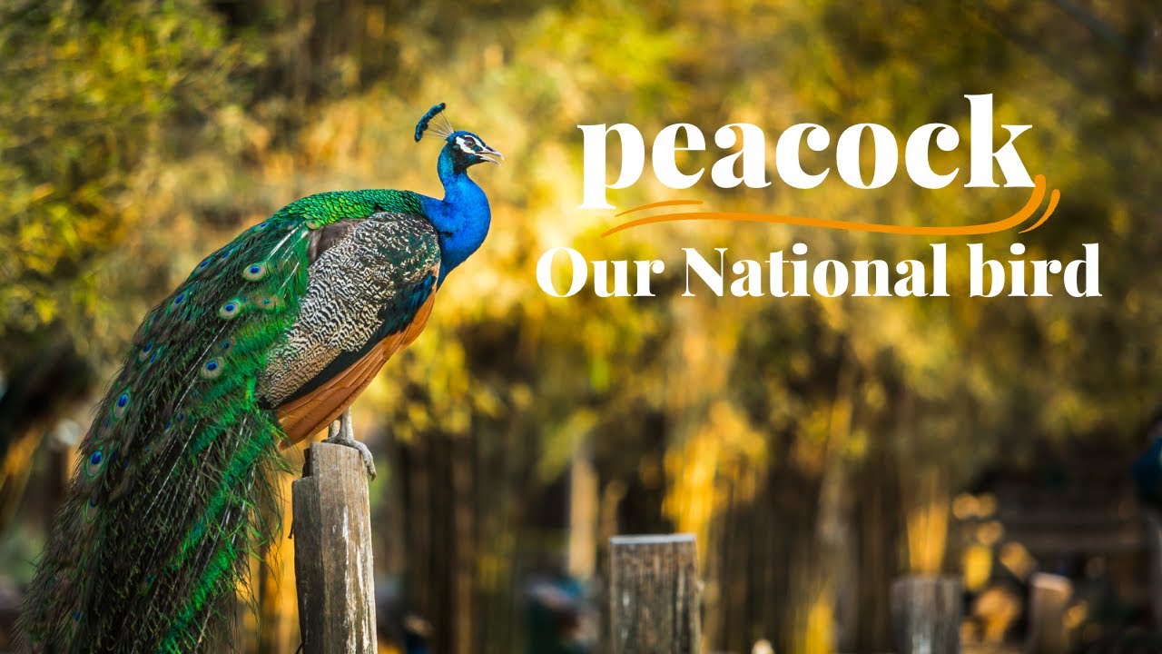 Peacock our National Bird - YouTube