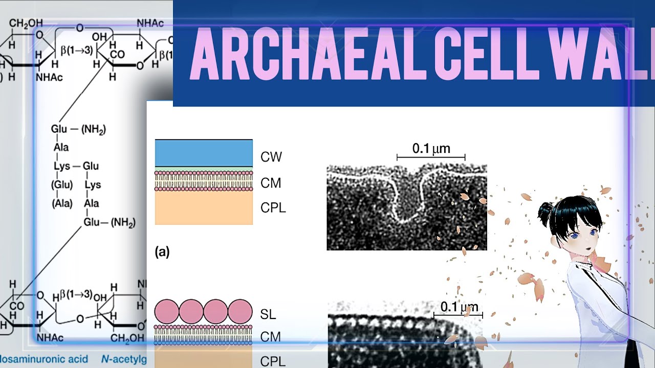 Archaea Cell Wall| Study| Prescott Microbiology|Day 27| Ch 3 ...