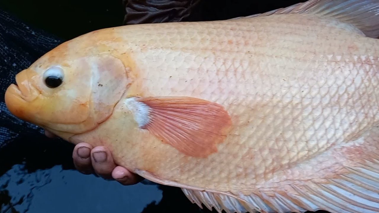 IKAN GURAMEH PUTIH TERNYATA BISA BESAR - YouTube