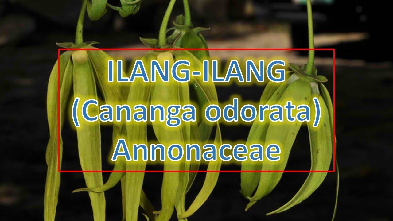 Ilang-Ilang (Cananga odorata) - Annonaceae | Trees for Urban Spaces ...