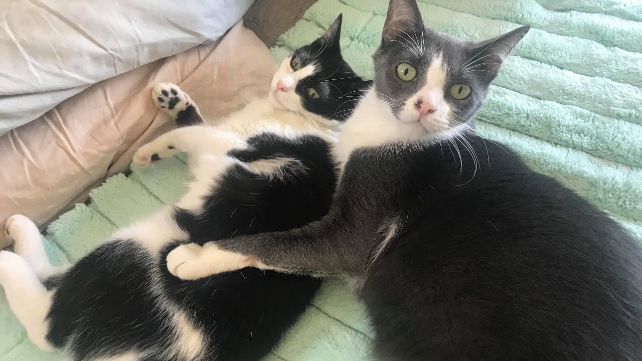 Kitten Cuddle Room is live! - YouTube