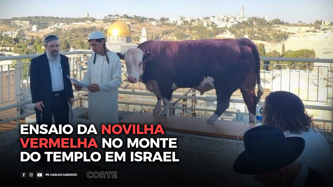 Ensaio da Novilha Vermelha - YouTube