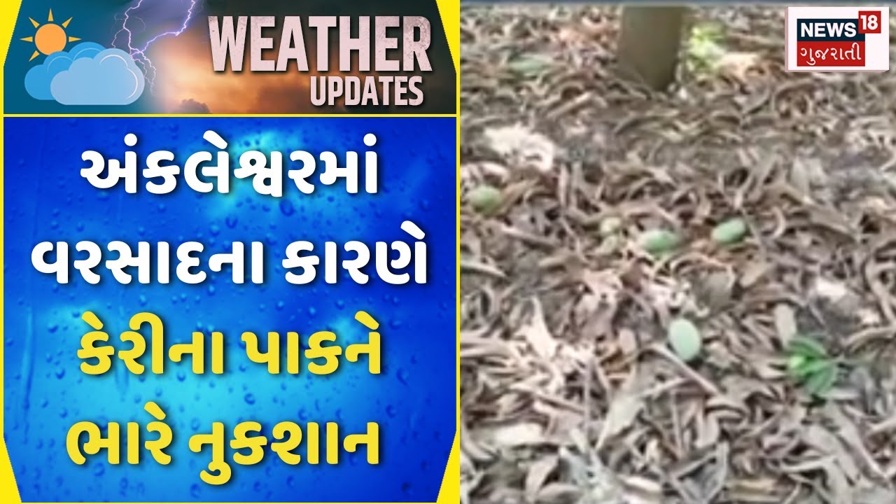 Bharuch News: અંકલેશ્વરમાં વરસાદના કારણે કેરીના પાકને ભારે નુકશાન ...