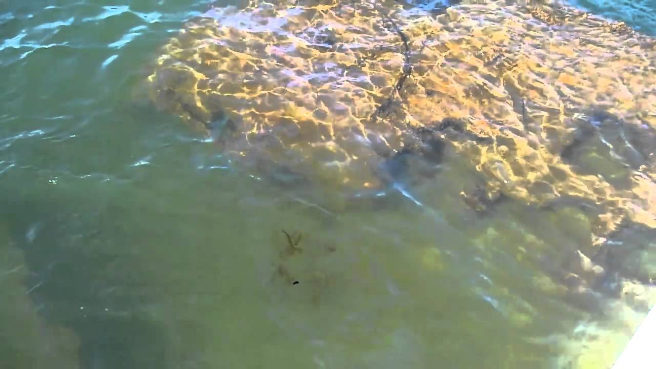Oil leak from the USS Arizona taken by Panasonic DMC-TS2 - YouTube