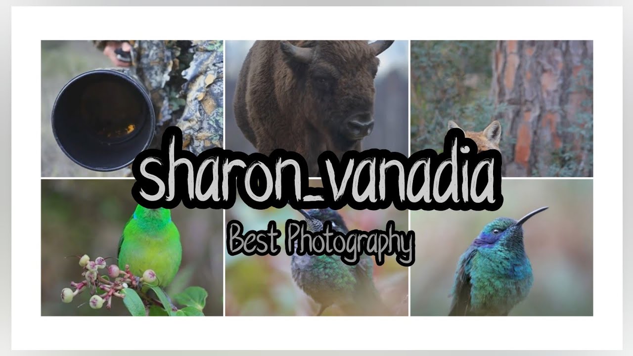 Sharon Vanadia | Best Photography | Tik tok Video | Toxic - YouTube
