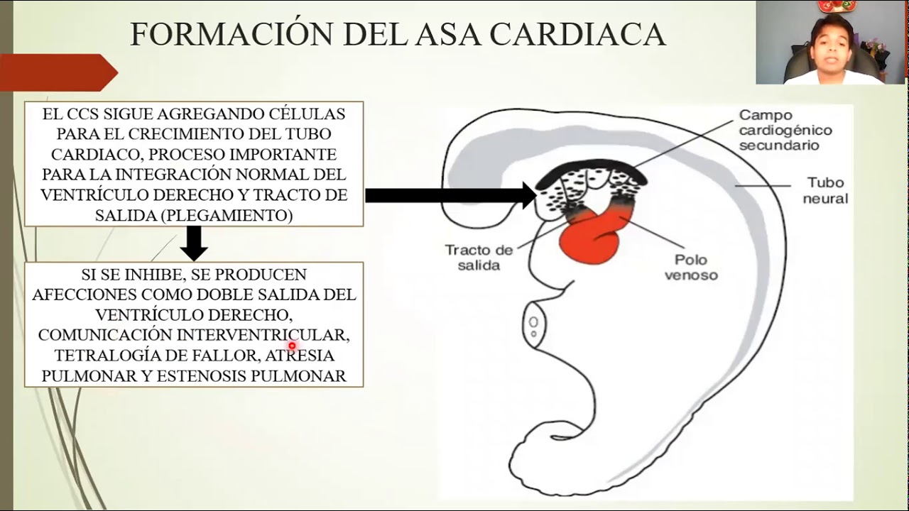 EMBRIOLOGÍA: SISTEMA CARDIOVASCULAR - YouTube