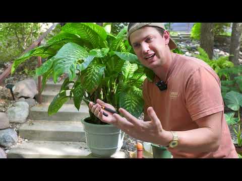 Houseplant Pruning Tips