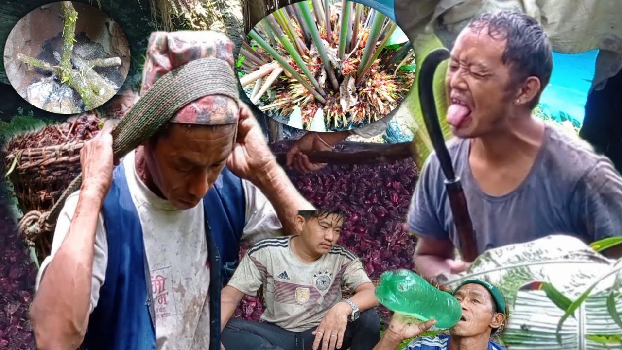 Cardamom Harvesting in Eastern Nepal | Cardamom Farming in Nepal ...