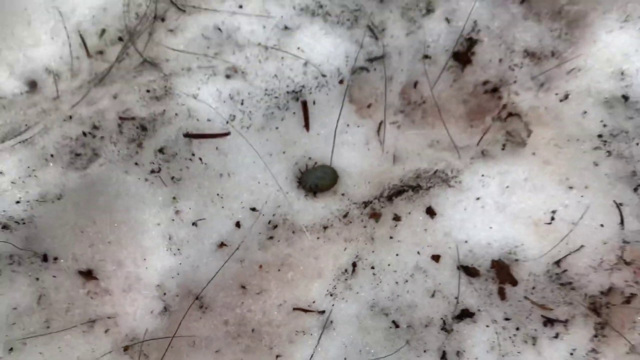 Winter Ticks Fallen Off Moose - YouTube