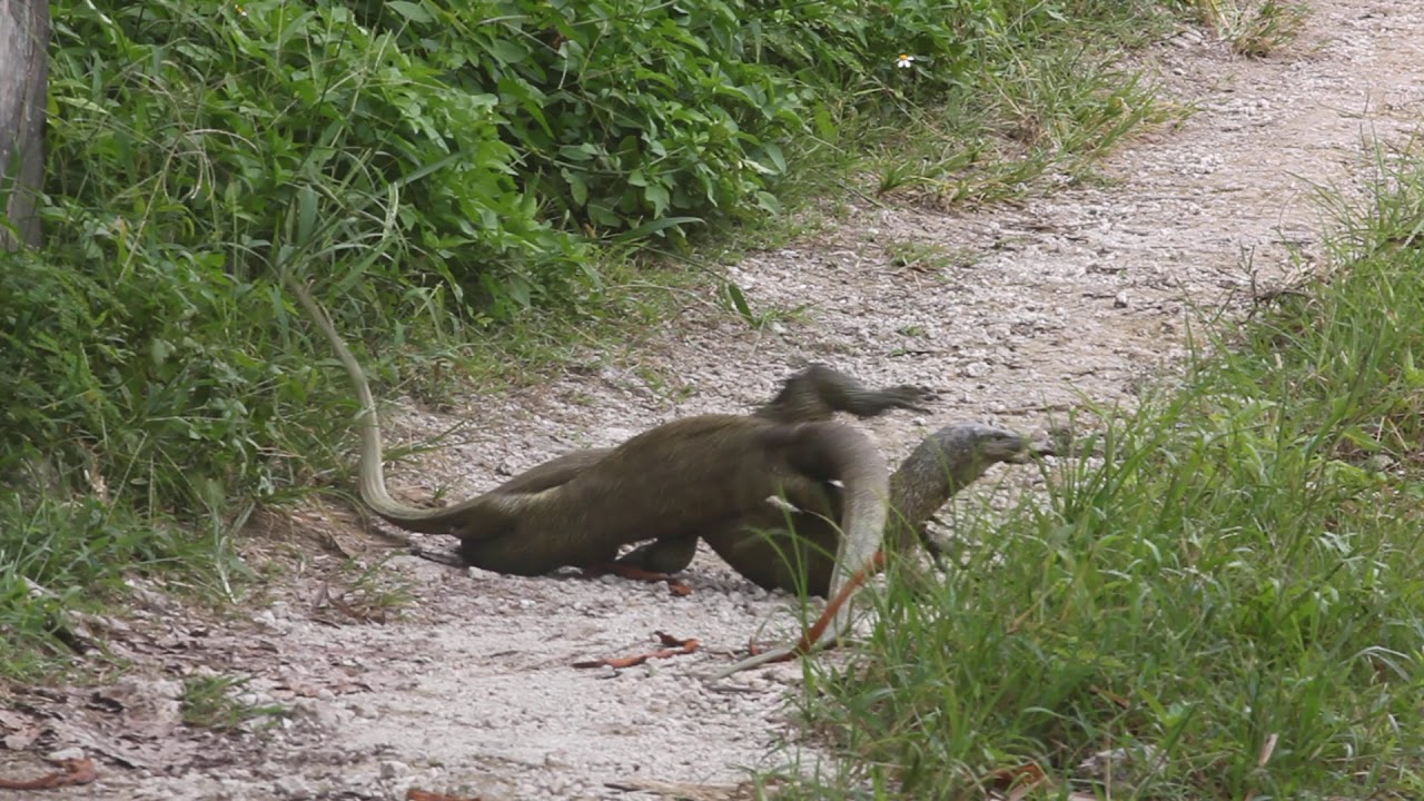 Mangrove monitor lizards (Varanus indicus) interaction - Rota island ...