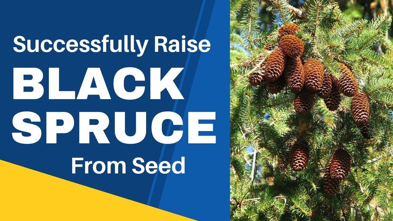 How to Successfully Raise Black Spruce from Seed - YouTube
