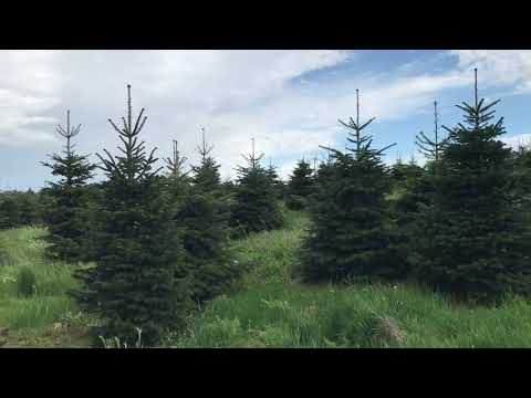 Choinki jodla kaukaska 2021