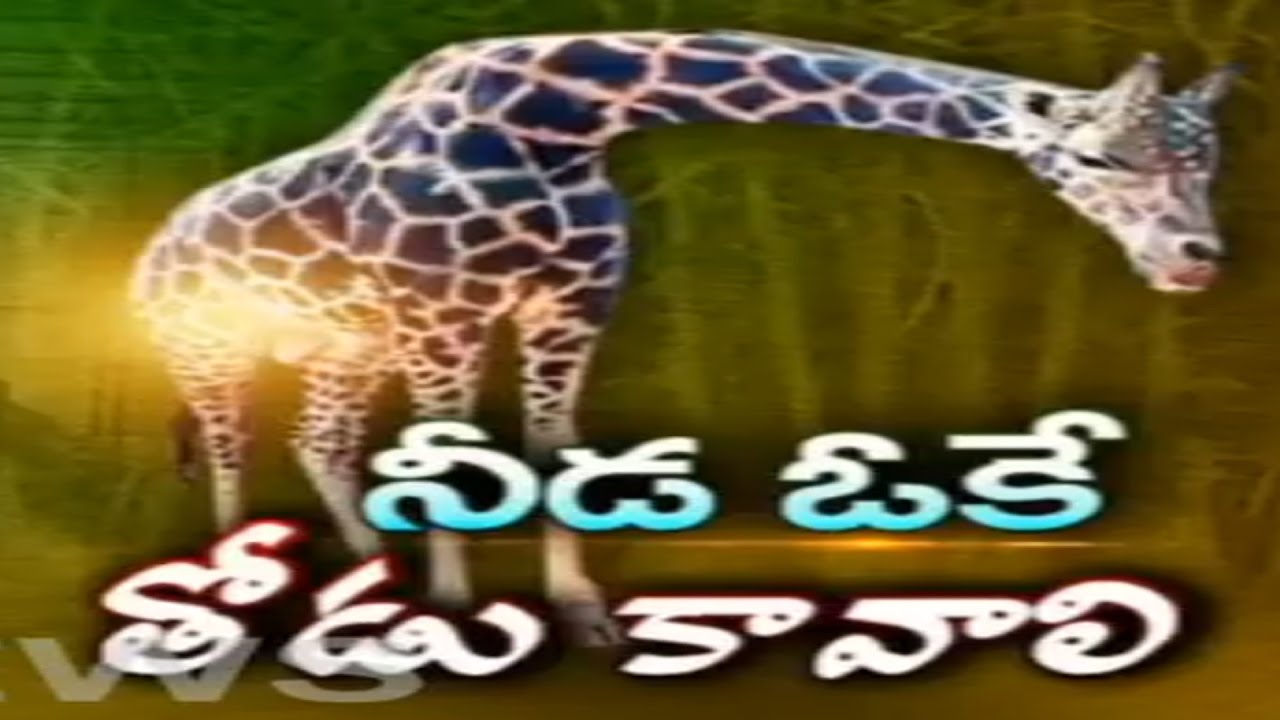 Zerafi Loneliness Feeling in Tirupati Zoo Park || Sakshi TV - YouTube