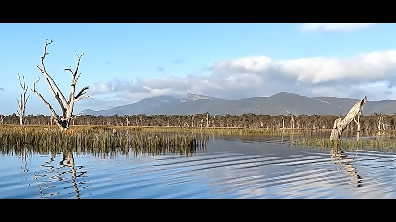 Lake Fyans trout and redfin ! old school mudeye fishing techniques and ...